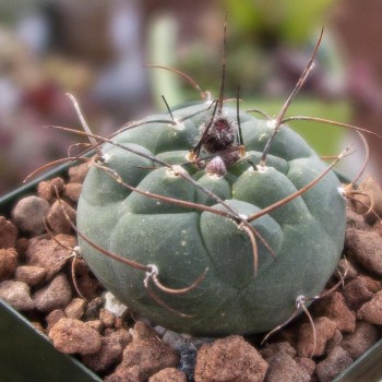 Cactus Jungle, California Cactus and Succulents - Cactus Jungle