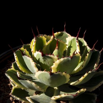 Cactus Jungle, California Cactus and Succulents - Cactus Jungle